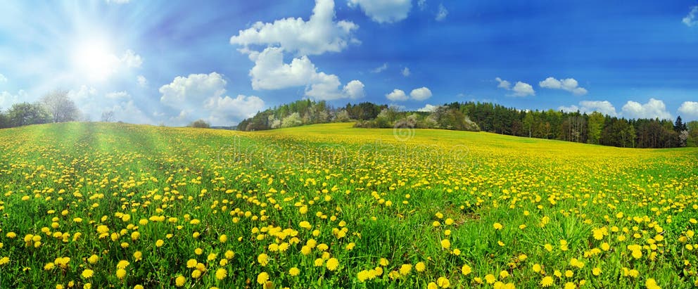 Spring stock photo. Image of agriculture, colorful, grass - 9066094