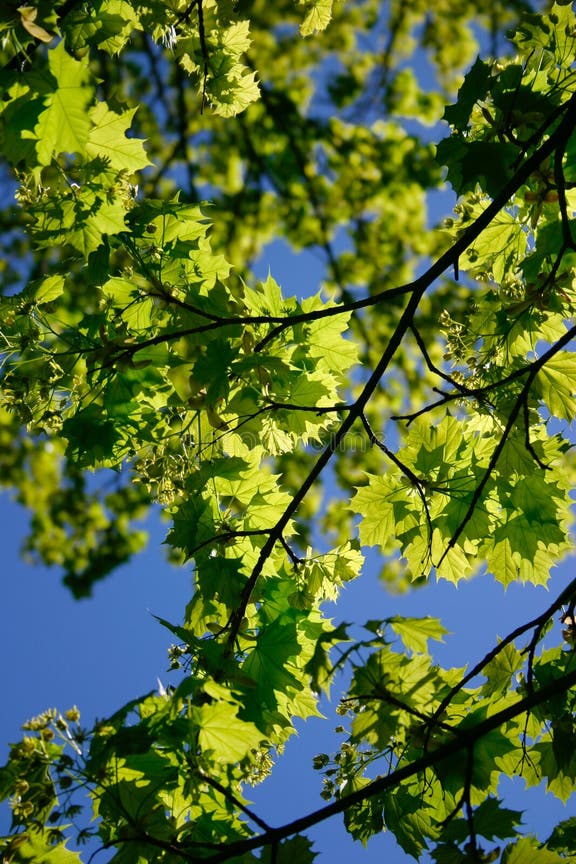 Spring stock image. Image of maple, bell, common, nature - 910075
