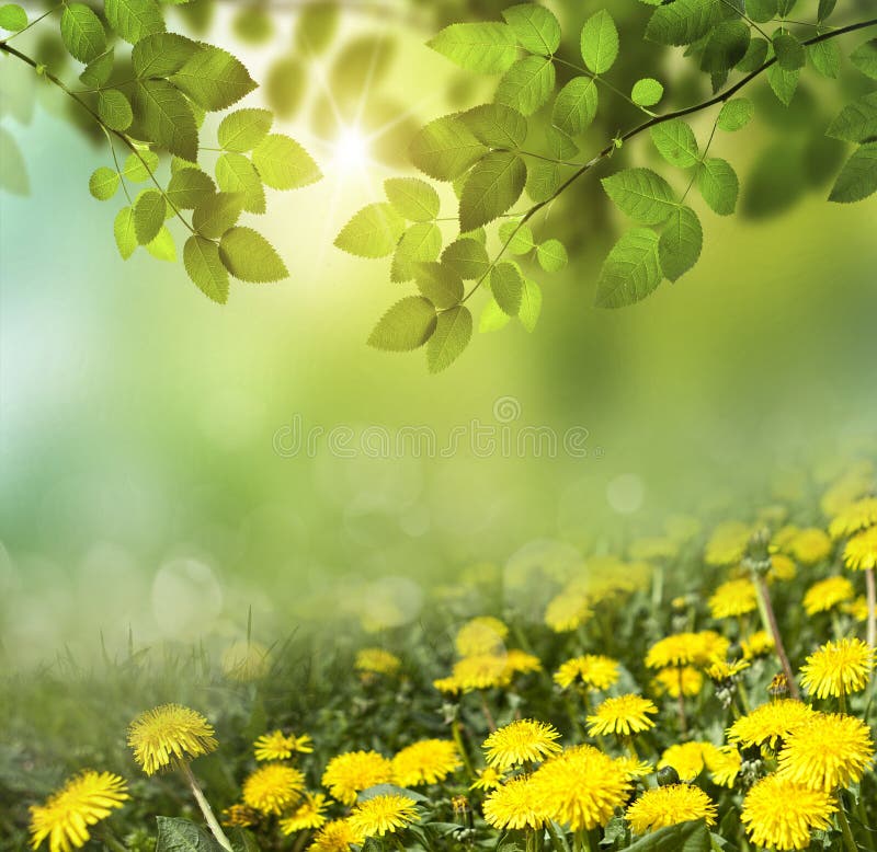 Spring or Summer Abstract Background with Bokeh Lights. Stock Photo ...