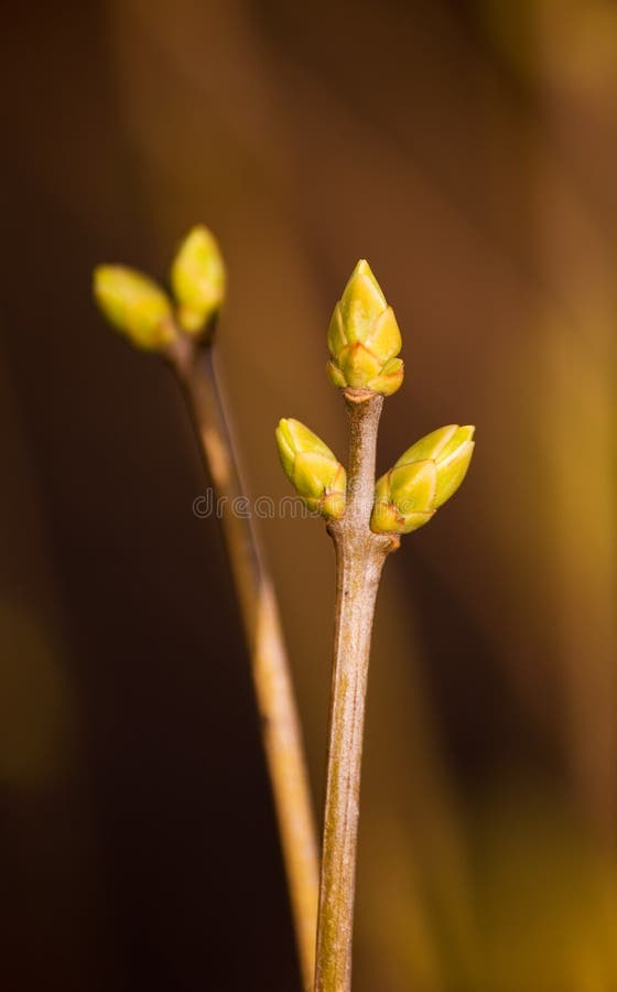 Sapling Acacia tree. stock image. Image of isolated, young - 16130253