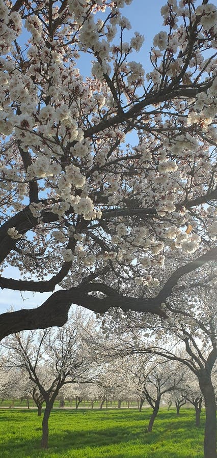 Spring in Afghanistan, Chora District Stock Photo - Image of produce ...