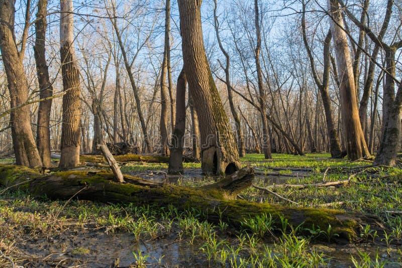 Spring Afternoon. stock image. Image of county, calm - 70161275