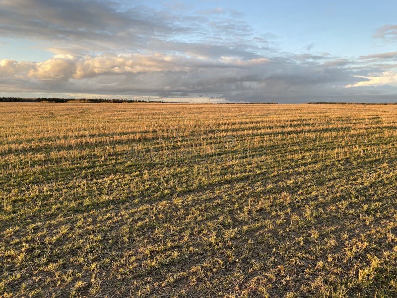 Spring Agricultural Field at Sunset Stock Photo - Image of outdoor ...