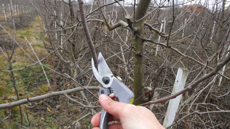 Spring Agricultural Works in a Orchard. Cutting Branching on Fruit ...