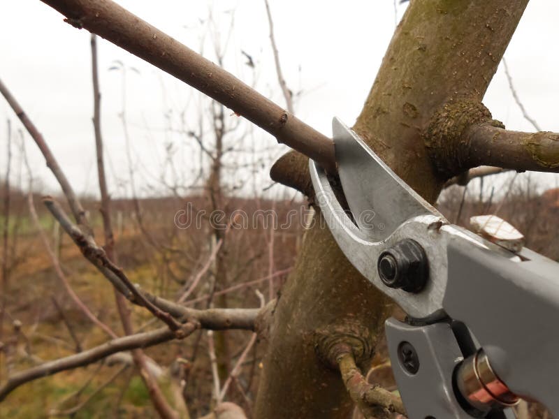 Spring Agricultural Works in a Orchard. Cutting Branching on Fruit ...