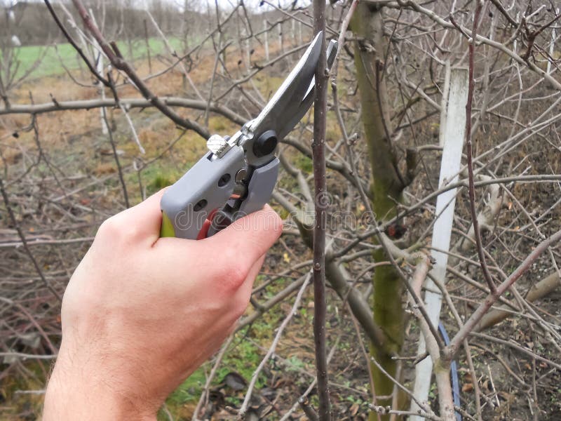 Spring Agricultural Works in a Orchard. Cutting Branching on Fruit ...