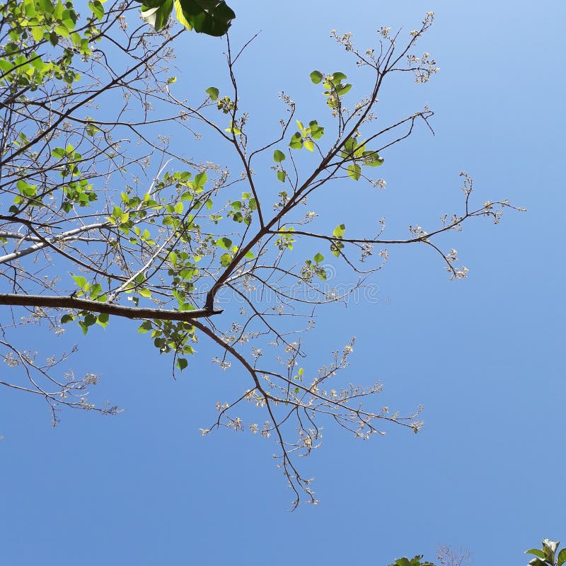 Spring in the air stock image. Image of flowers, leaf - 177948735