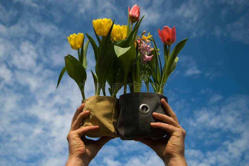 Spring in the air stock photo. Image of botanical, hyacinths - 8659500