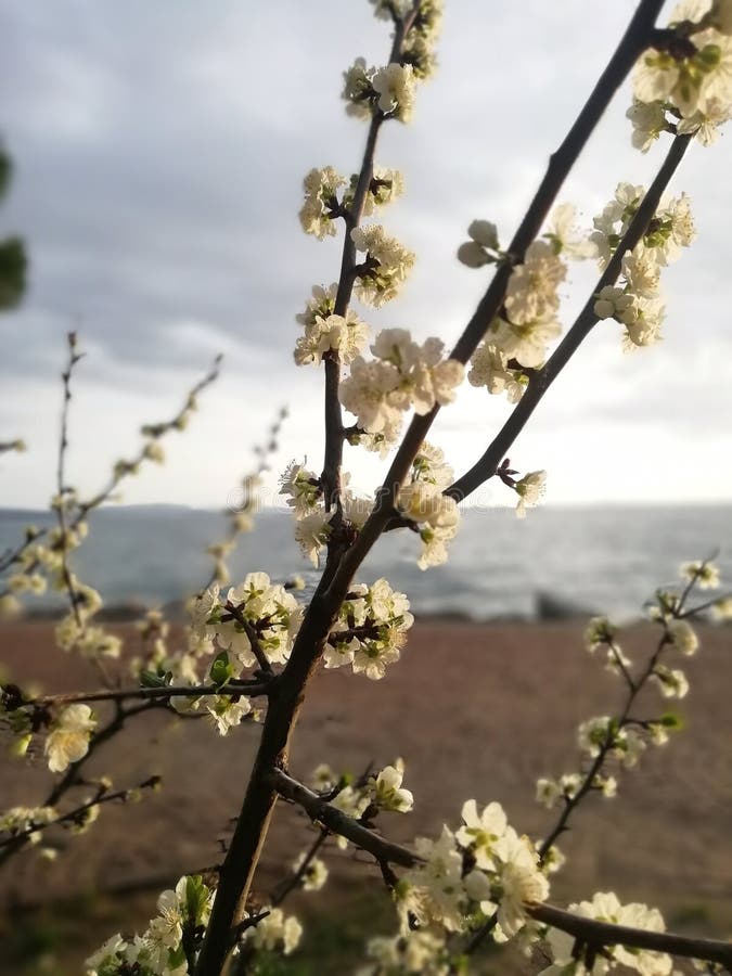 Spring in the Air on the Barcola Beach Stock Photo - Image of plant ...