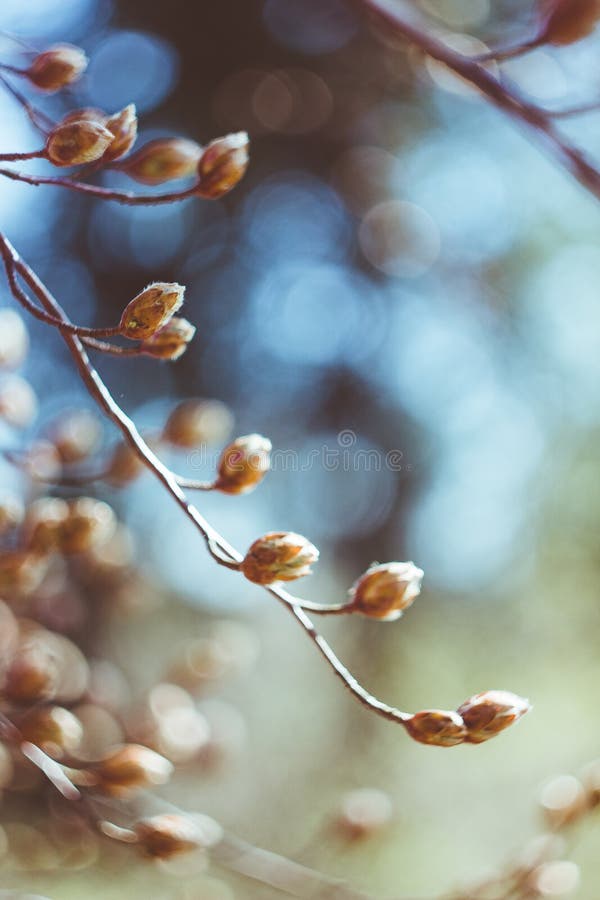 Spring shoots stock photo. Image of spring, springmood - 156229764