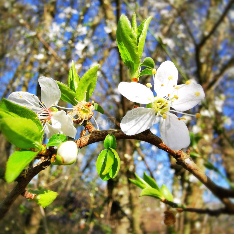 Spring is in the air stock image. Image of nature, flowers - 212292775