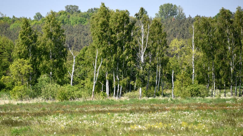 Forest Meadows stock photo. Image of meadows, forest - 143141700