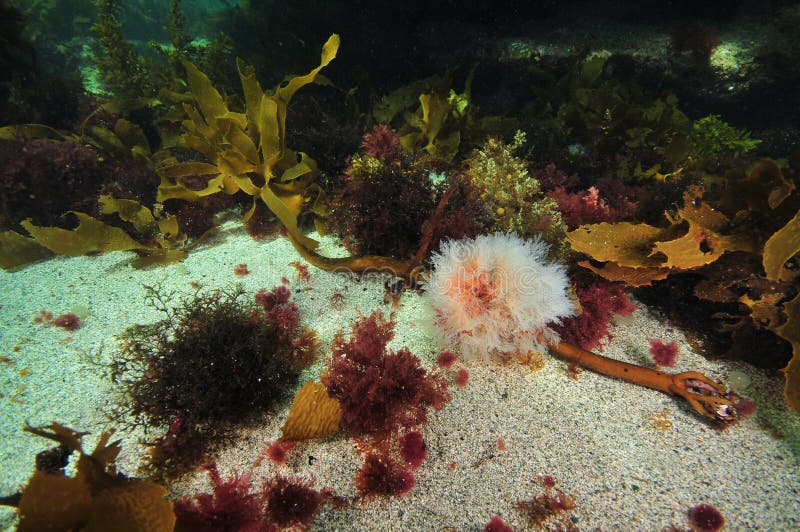 Spring Algae of Various Colours Stock Image - Image of southern ...