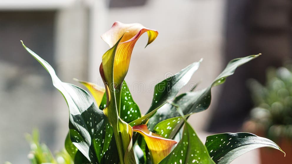 Spring all around, flowers stock image. Image of calle - 143142441