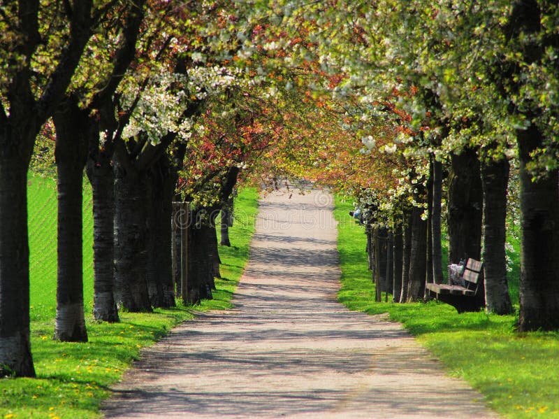 Spring alley stock image. Image of lawn, lane, green - 13906075