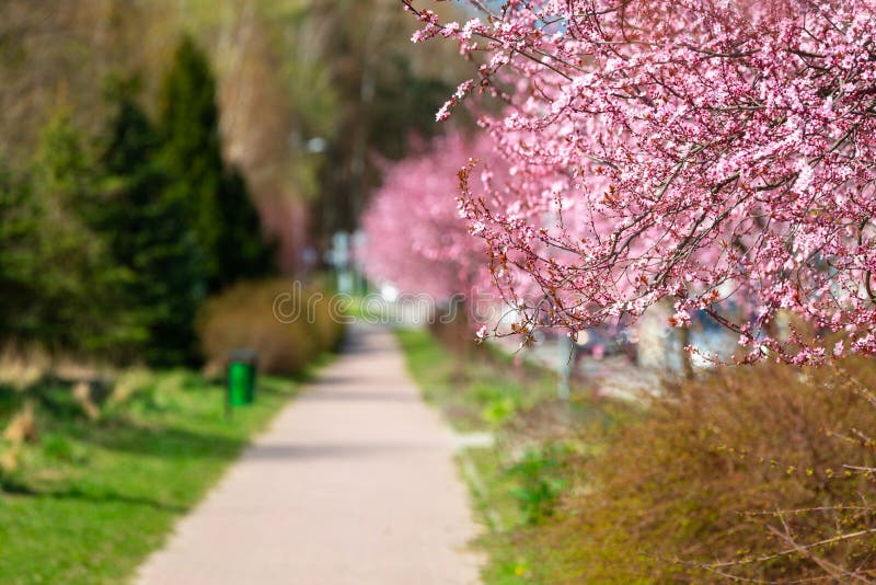 Spring Alley of Blossom Pink Cherry Trees Stock Image - Image of pink ...