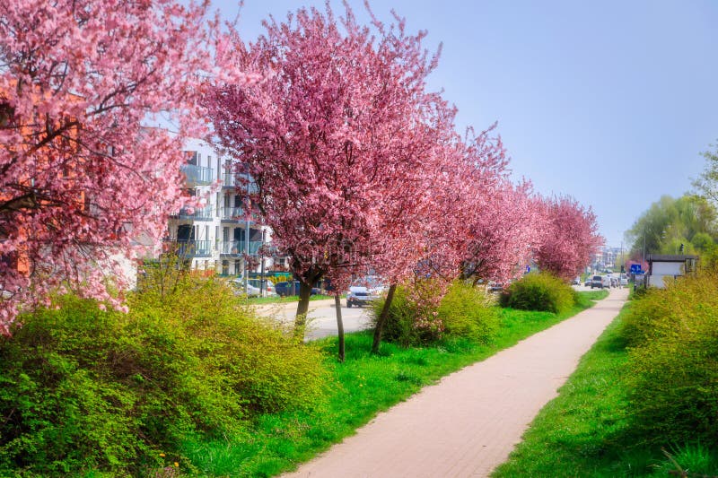 Spring Alley of Blossom Pink Cherry Trees Stock Image - Image of light ...
