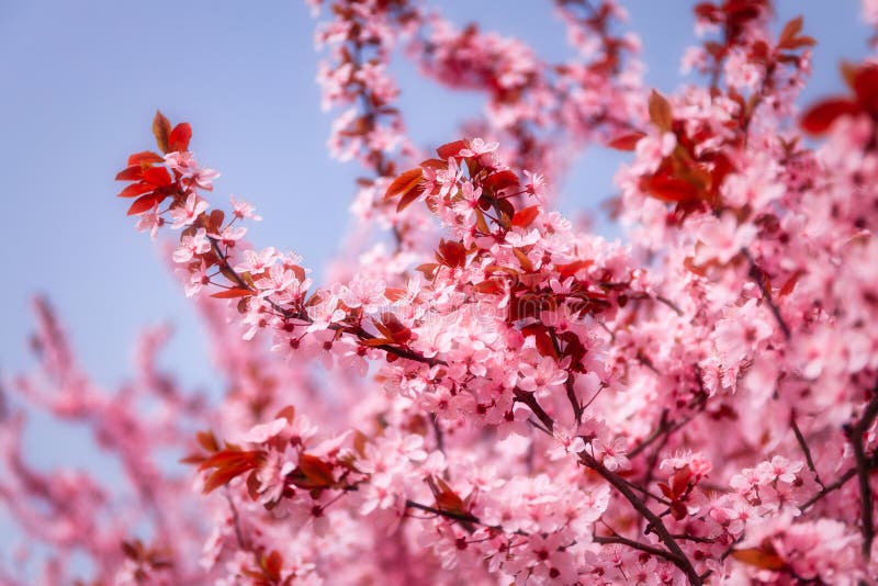 Spring Alley of Blossom Pink Cherry Trees Stock Photo - Image of ...