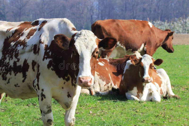 Cows are pack animals stock photo. Image of feed, pack - 58939452