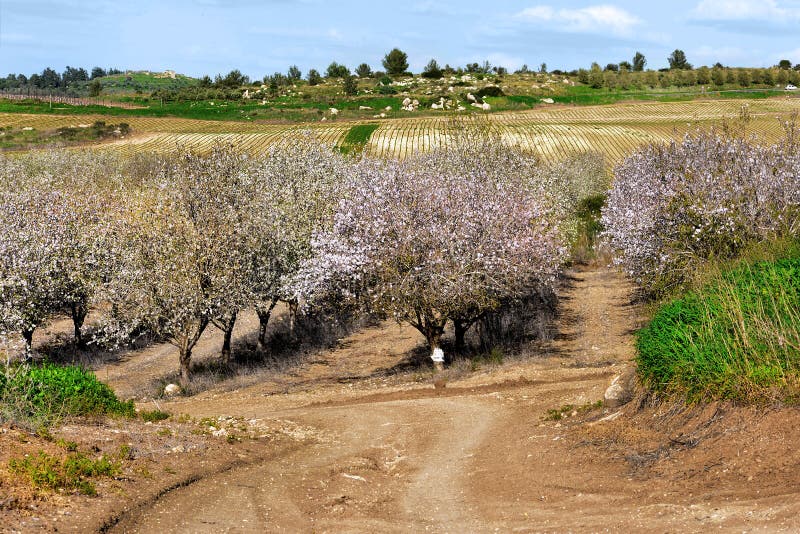 Israeli almond tree stock photo. Image of nature, israeli - 187682602