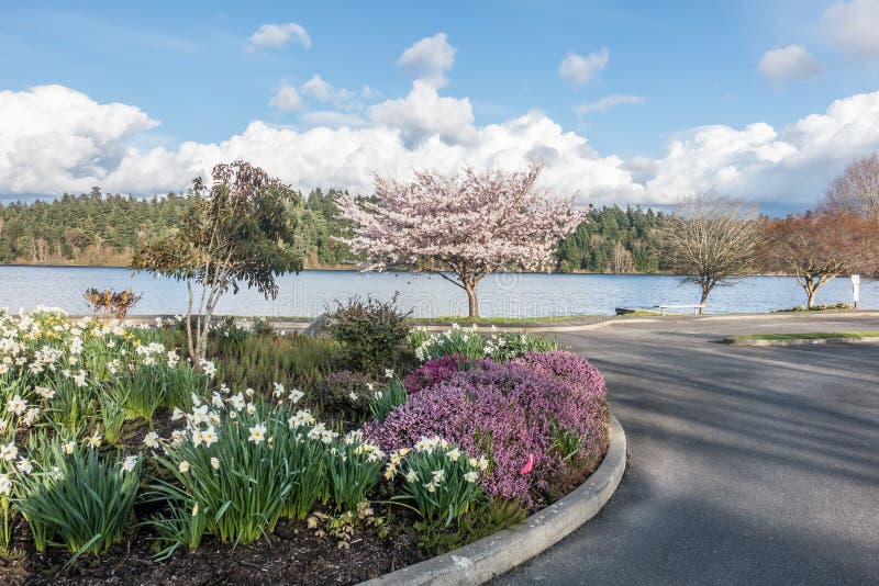 Spring Along Lake Washington 3 Stock Image - Image of flowers, blossoms ...