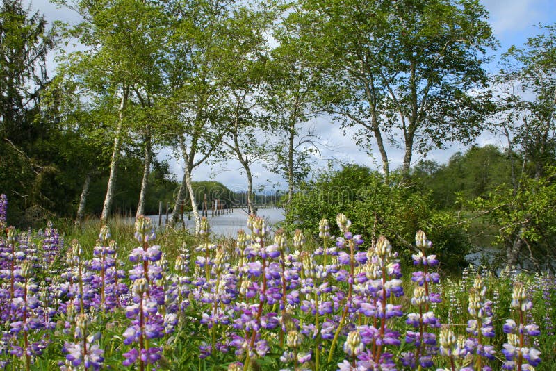 Spring Along the Lewis & Clark River (or 00078 Stock Photo - Image of ...