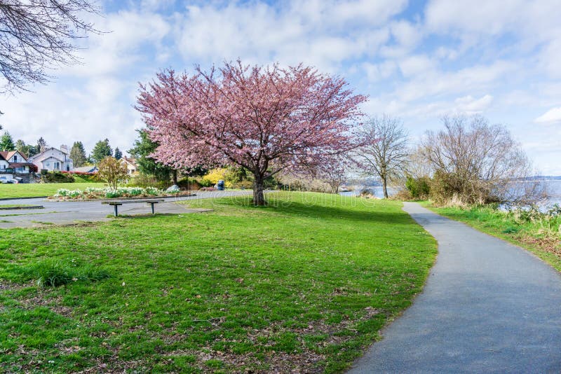 Spring Along Washington Lake 7 Stock Image - Image of blossoms, tree ...