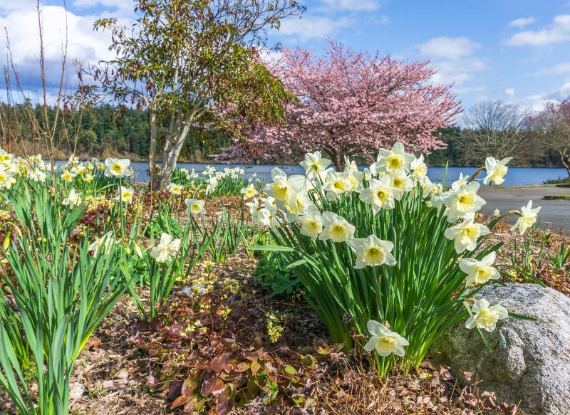 Spring Along Washington Lake 9 Stock Image - Image of spring, state ...