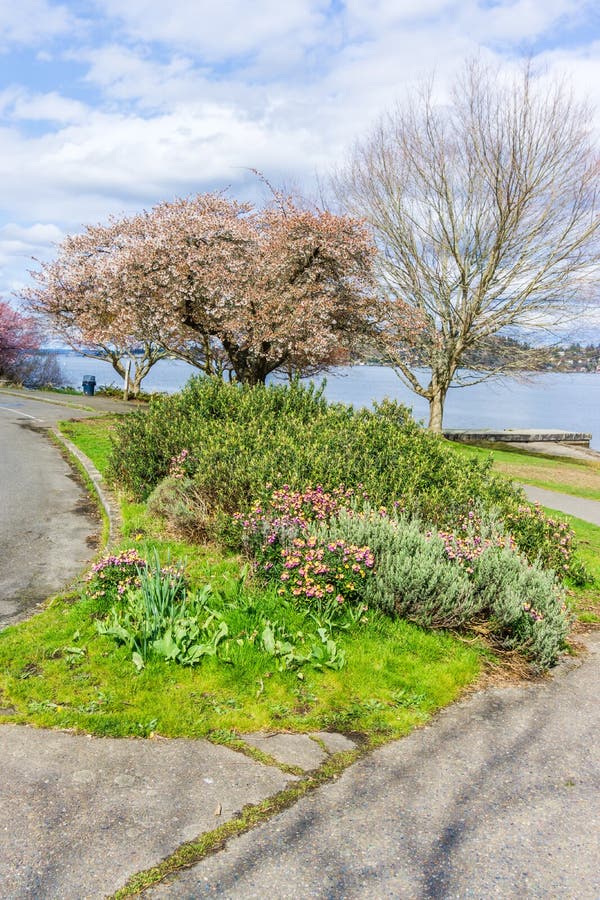 Spring Along Washington Lake 6 Stock Image - Image of lake, blossoms ...