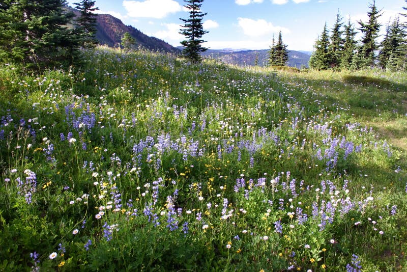 Wild Flower Meadow stock photo. Image of aspen, mountanous - 43758506