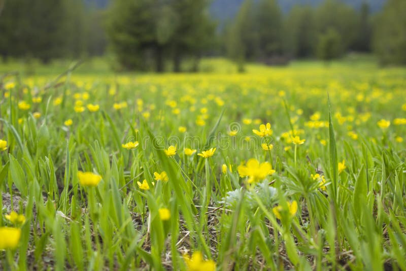 A Spring Alpine Meadow with Wildflowers Stock Image - Image of close ...
