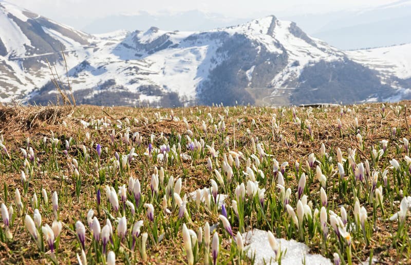 Spring in Alps stock image. Image of outdoors, twig, blooming - 12452695