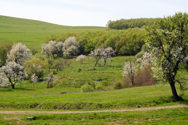 Spring in the alps stock image. Image of light, grassland - 21588779