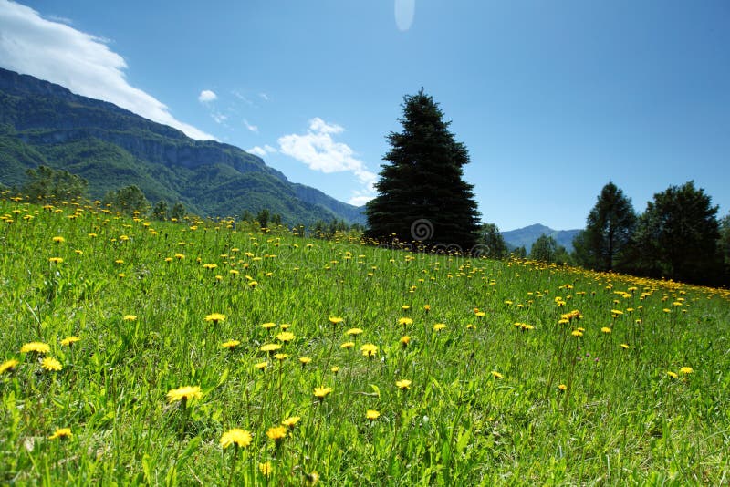 Spring alps stock image. Image of flower, hills, peak - 25341587