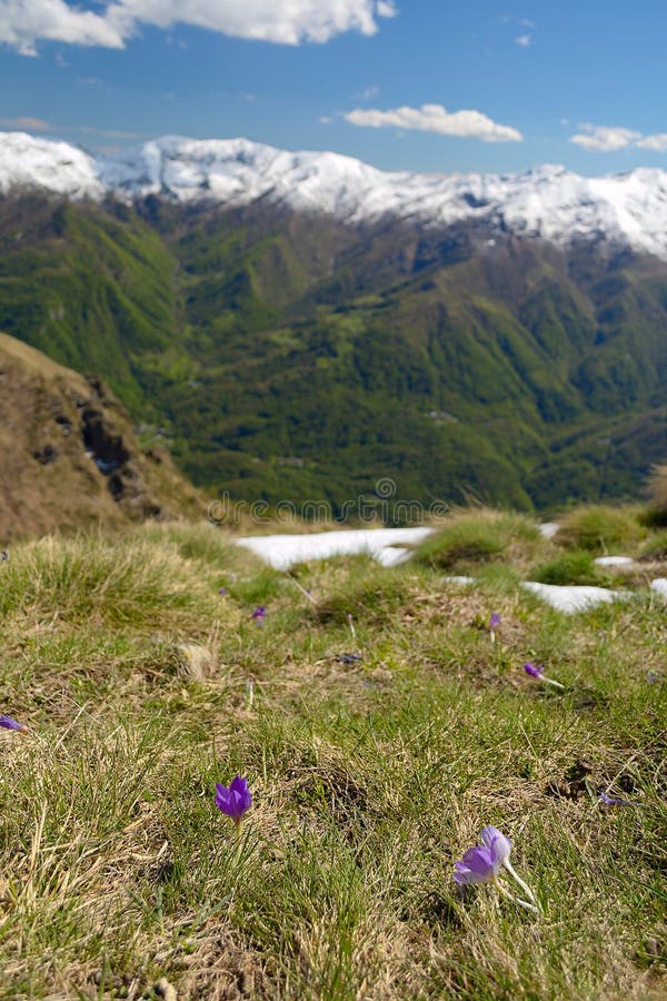 Spring in the Alps stock photo. Image of focus, gran - 31270198