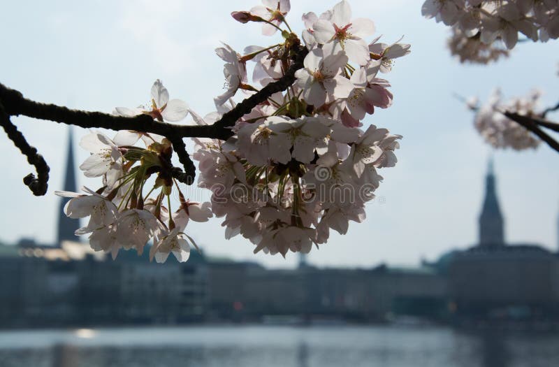 Spring at the Alster stock image. Image of river, hamburg - 72567247