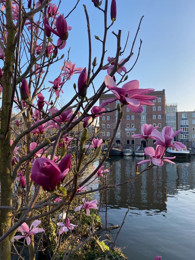 Spring in Amsterdam stock photo. Image of colours, tree - 218235268