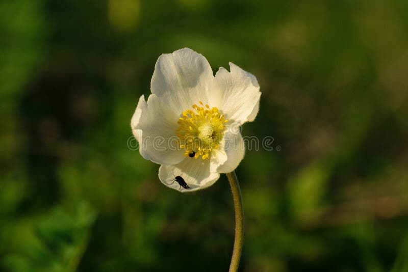 Spring Anemone Flowers Isolated Stock Photo - Image of beautiful ...