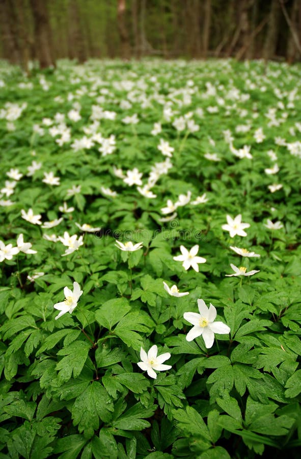 Spring Anemones in Watering Can Stock Image - Image of design, nature ...