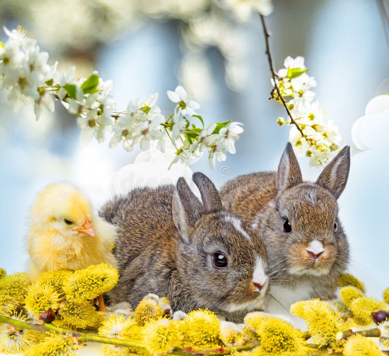 170+ Spring baby animals Free Stock Photos - StockFreeImages