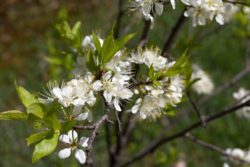 Spring Apple Blooms in Home Garden Stock Image - Image of nature ...