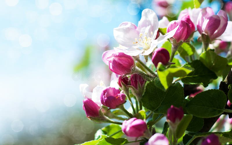 Spring apple blossom stock photo. Image of blue, bright - 54319954
