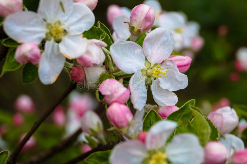 Spring Apple-blossom stock photo. Image of season, style - 81334610