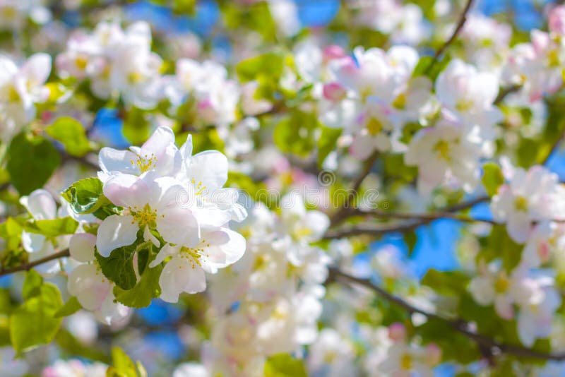 Spring Apple Blossom on Branches Stock Photo - Image of farming ...