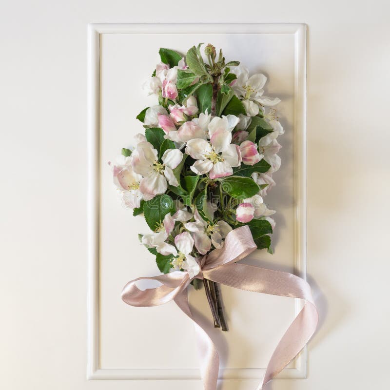 Spring Apple Blossom Branches with Pink Ribbon Over White Background ...