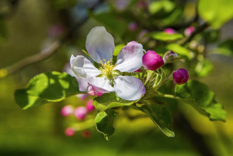 Spring, apple blossom stock image. Image of freshness - 186753077
