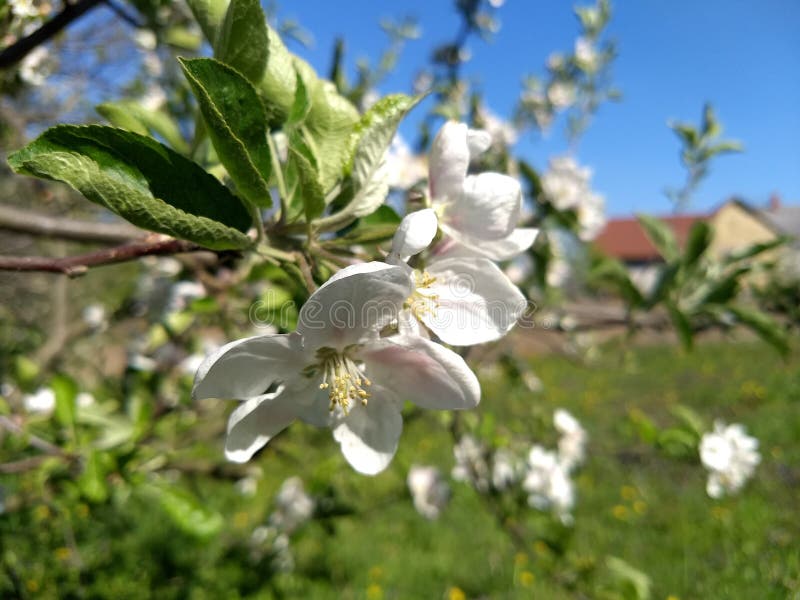 Spring Apple Blossom in the Garden Stock Image - Image of pruning ...