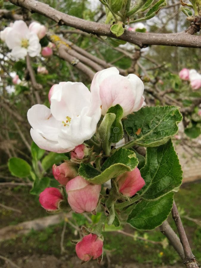 Spring Apple Blossom on a Warm Windless Day Stock Photo - Image of ...