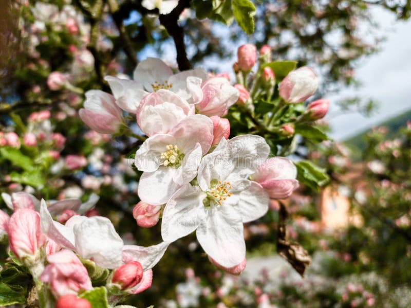 Spring apple blossoms stock photo. Image of nature, produce - 181134982