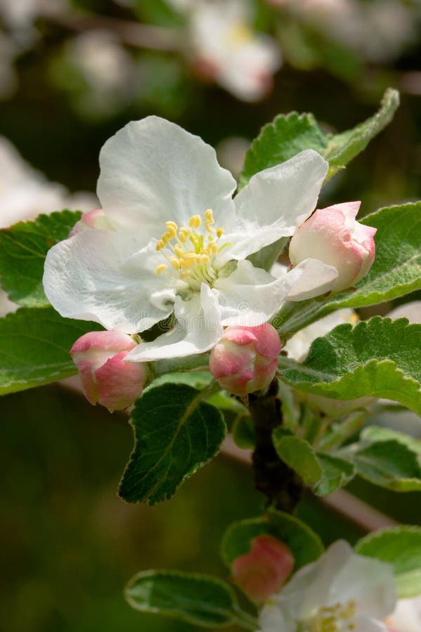 Apple blossoms stock image. Image of fresh, bloom, beautiful - 4225305